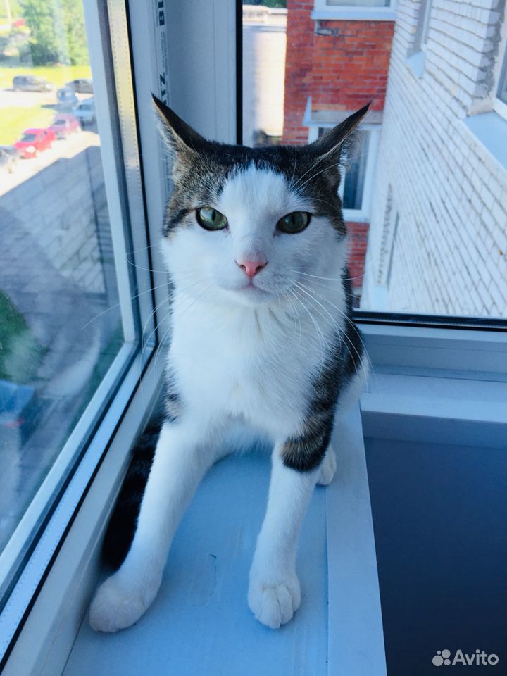 Кот Себастьян