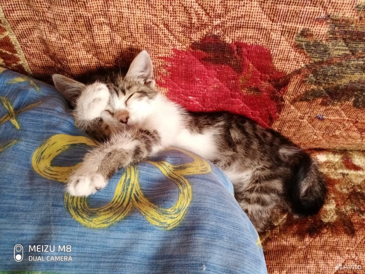 Котенок 2 мес