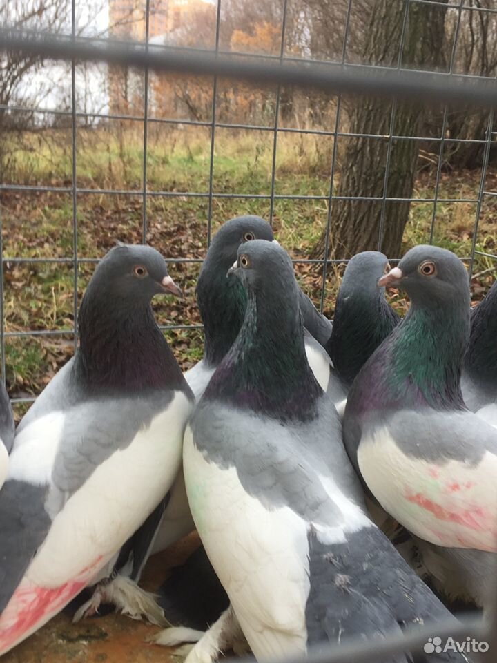 Голуби Урюпинские