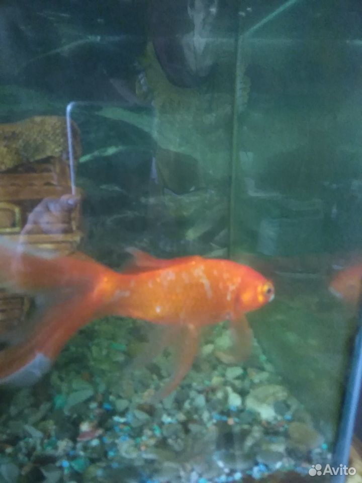 Золотые рыбки/кометы