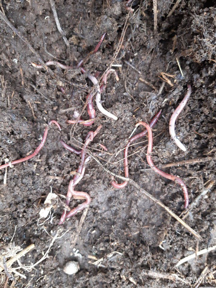 Черви калифорнийские