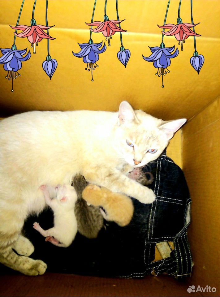 Котята в наидобрейшие руки