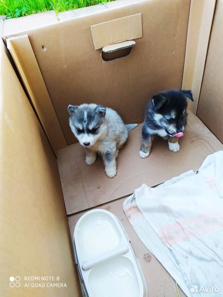 Очаровательные щенята