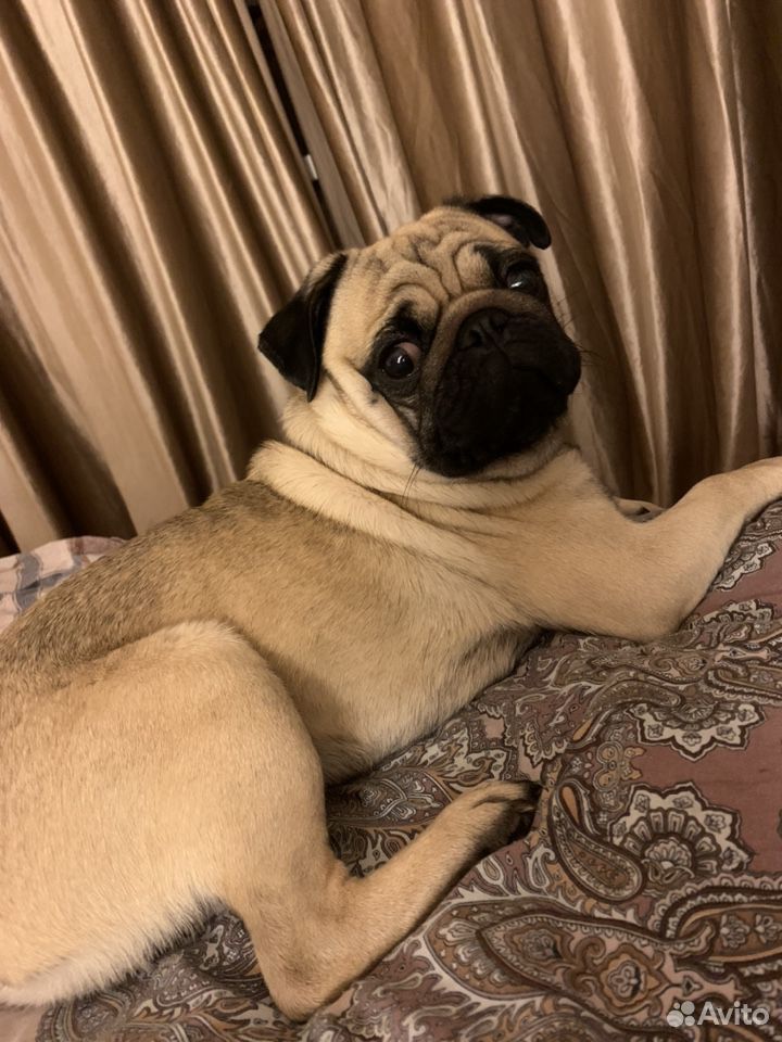 Мопс