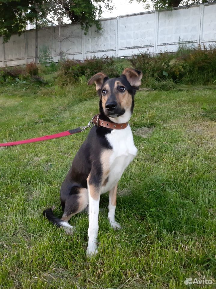 Молодой пёс, 1 год, в добрые руки