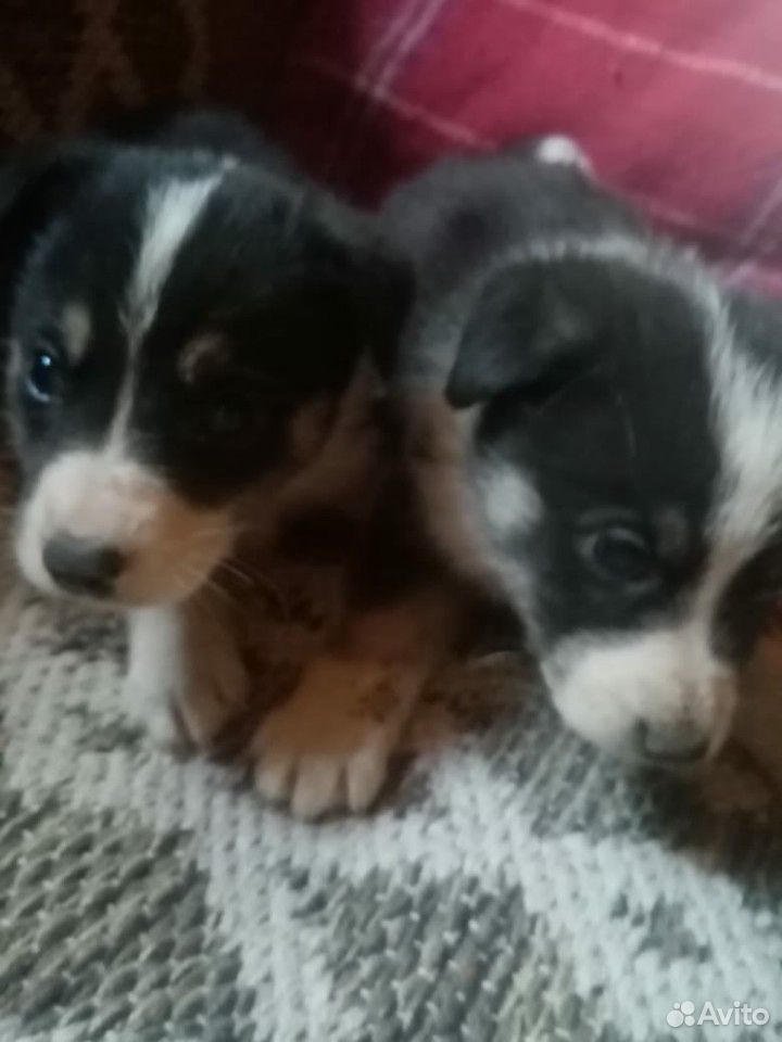 Щенки чуть больше месяца