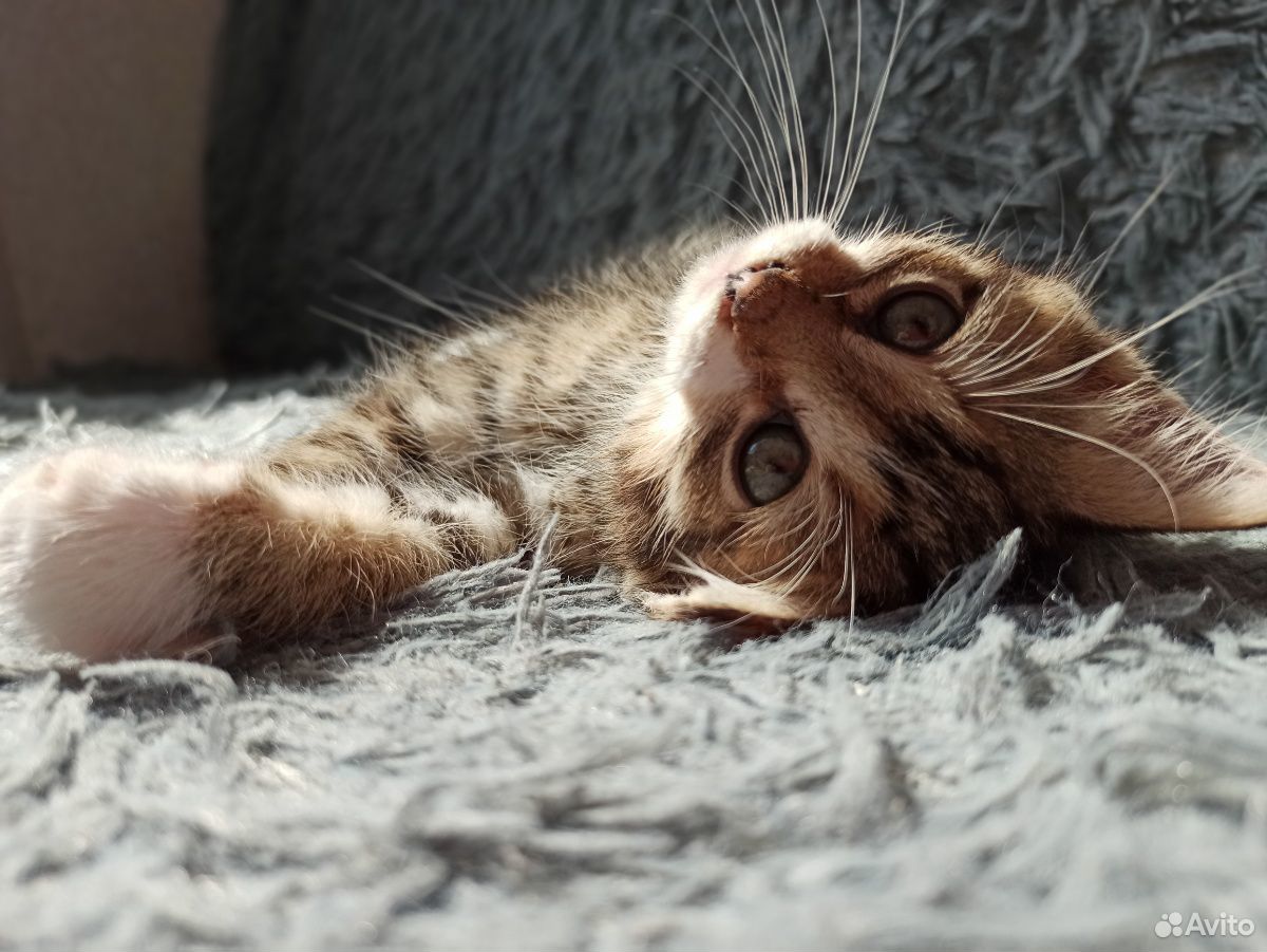 Котенок 1,5месяца мальчик