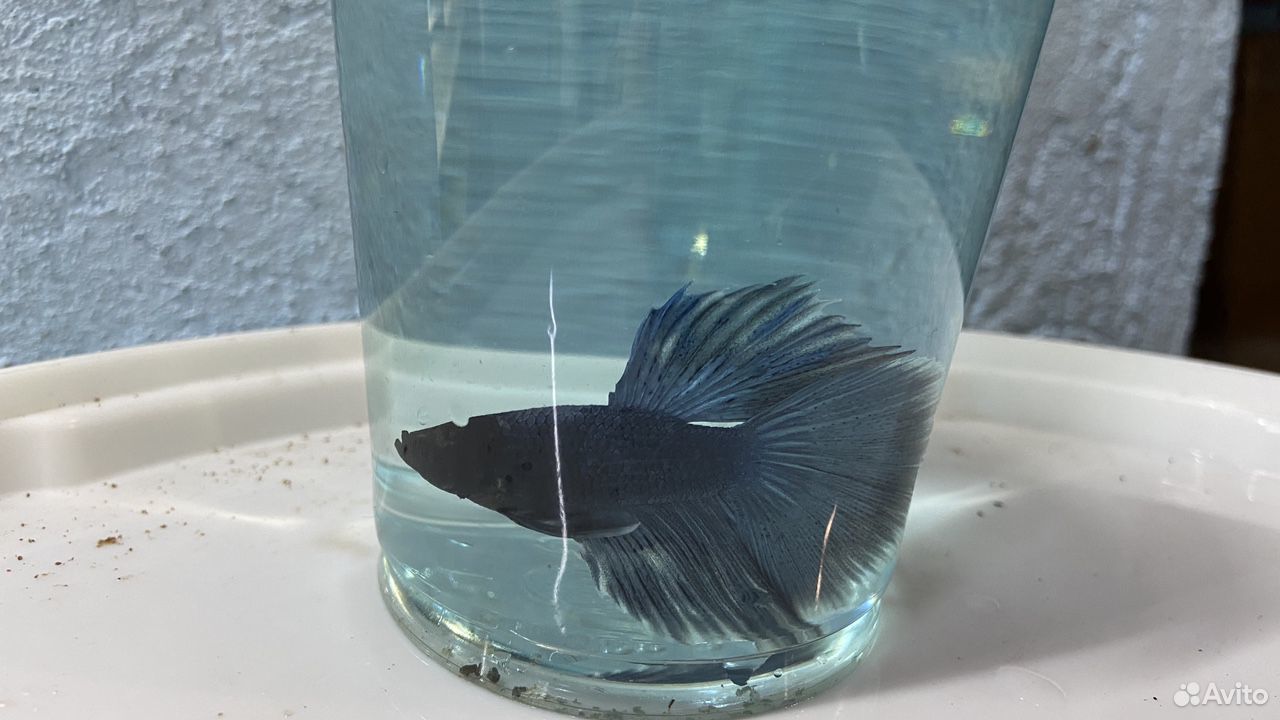 Петушок супердельта синий брутал