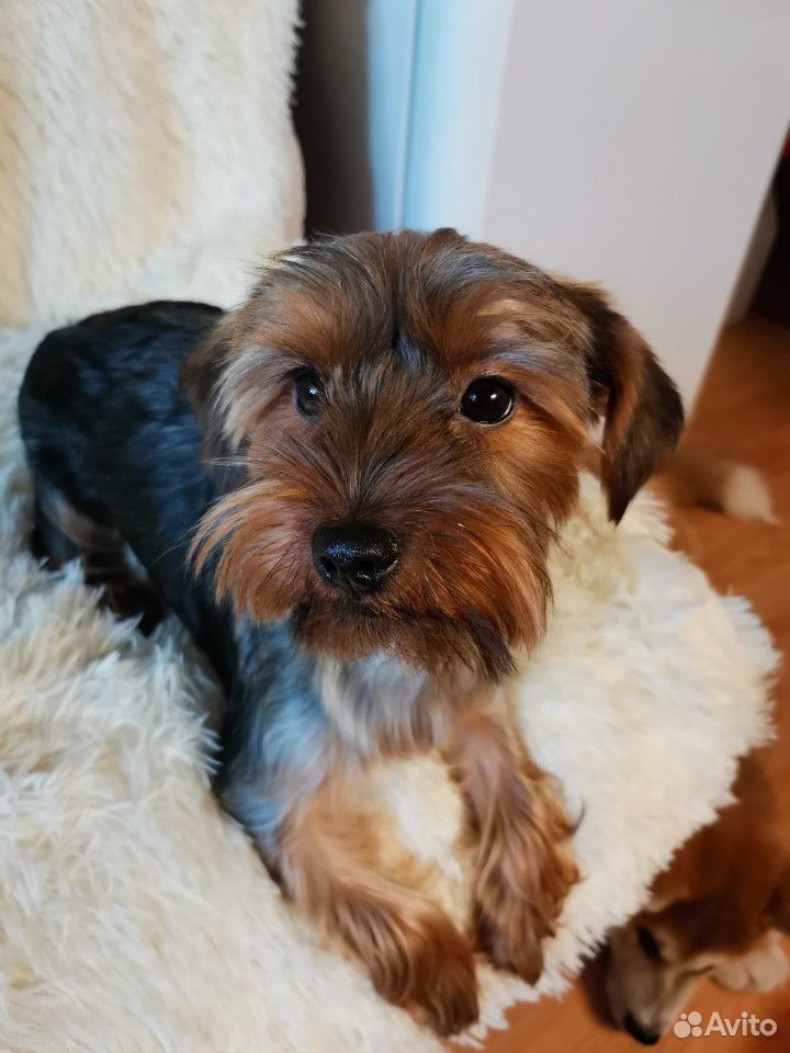 Йоркширский терьер- вязка