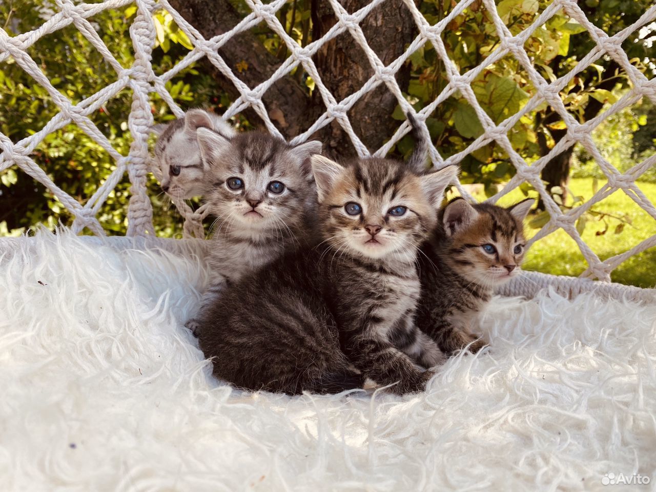 Котята