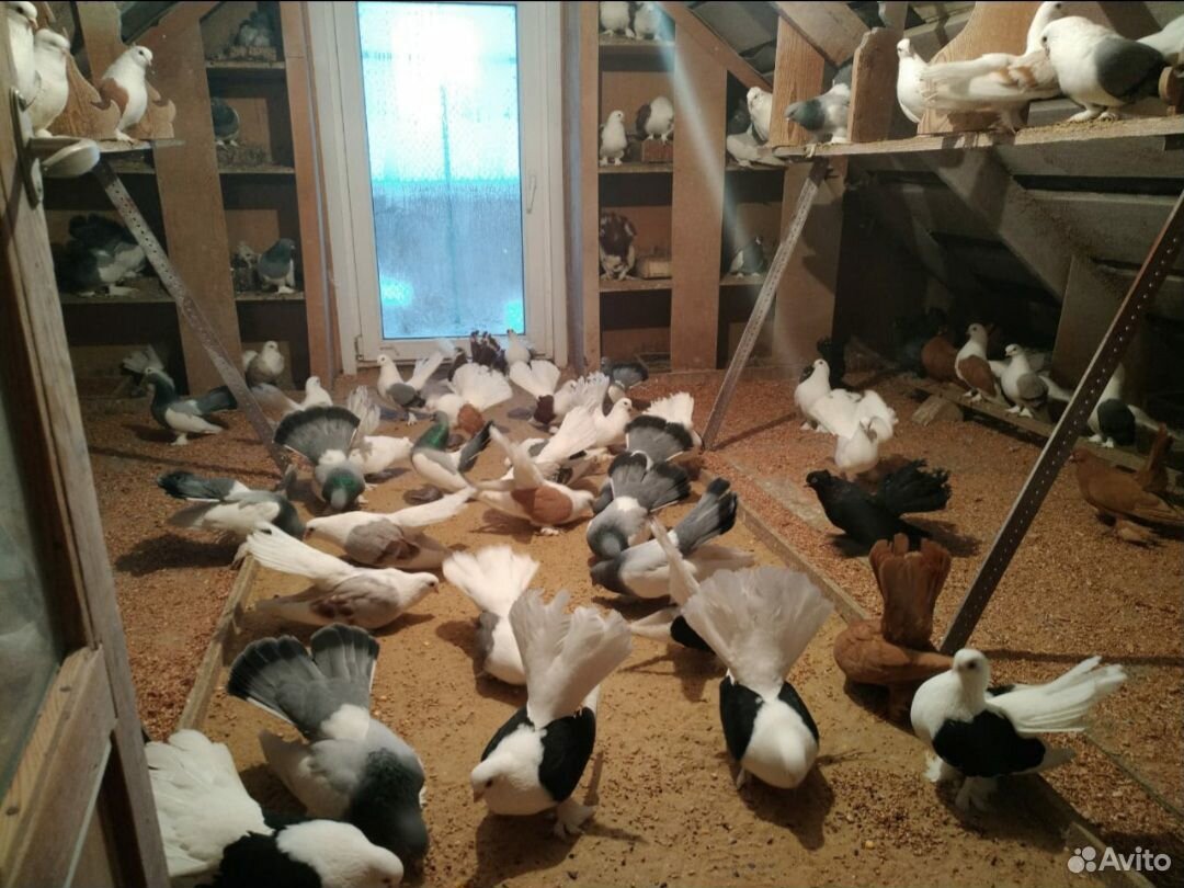 Голуби декорация