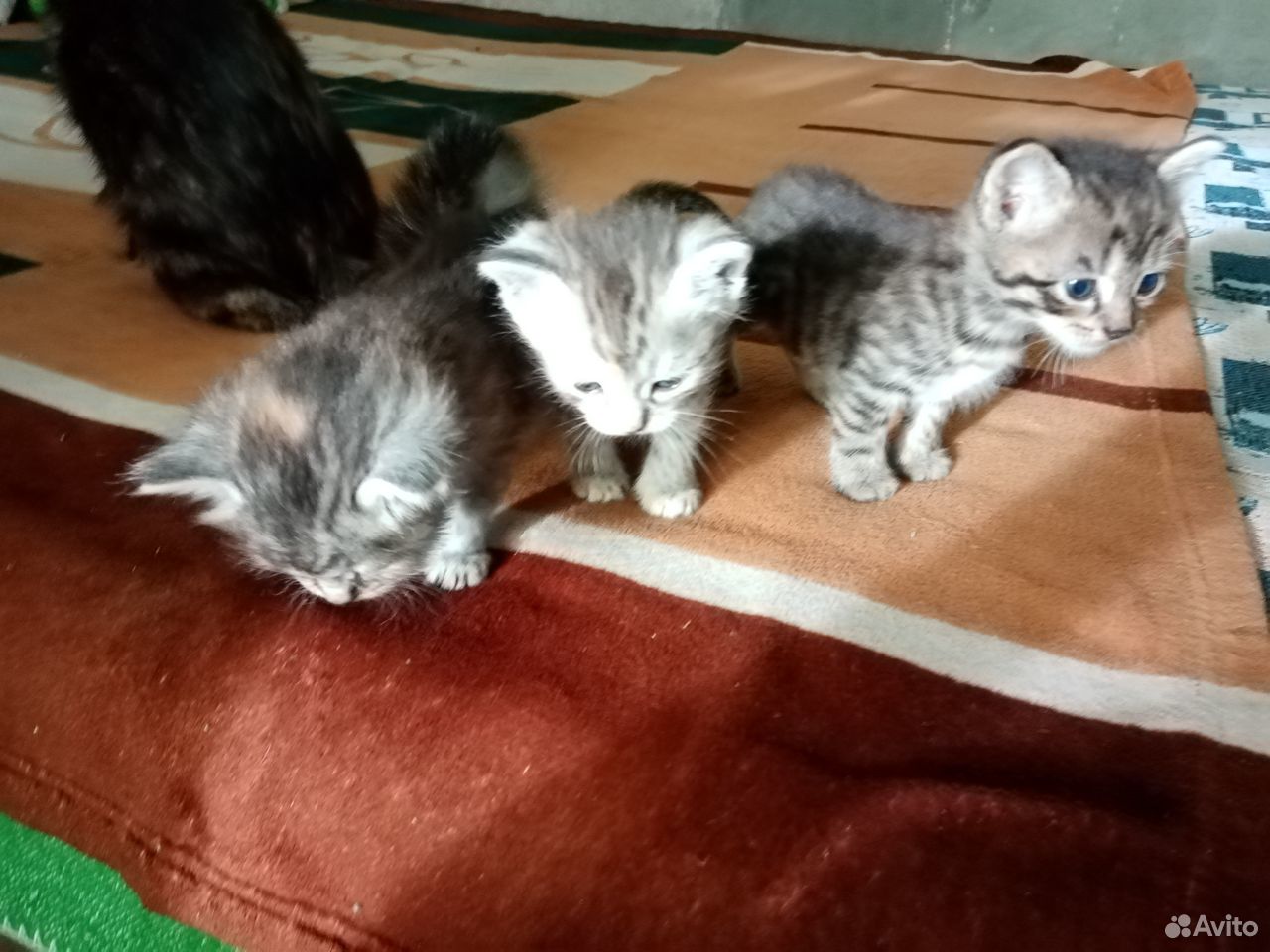 Две замечательные кошечки и милый котёнок