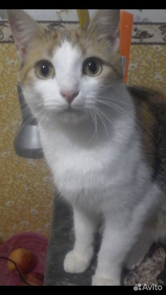 Отдам кошку в хорошие руки