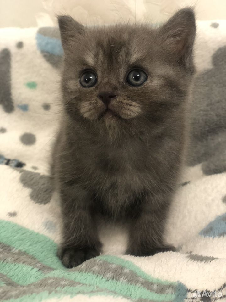 Котёнок