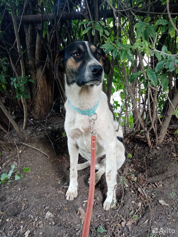 Миниатюрный Билли ищет Семью