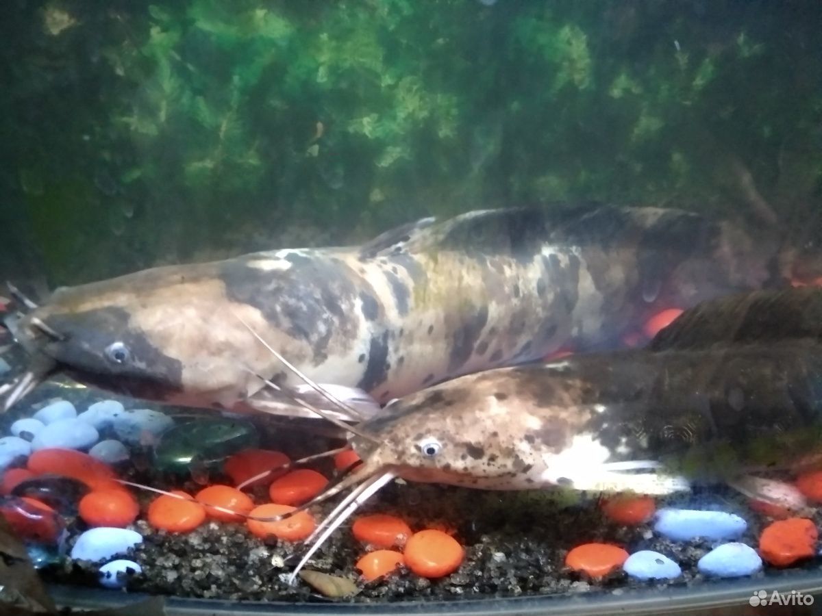 Сомики клариасы в добрые руки. Крупные