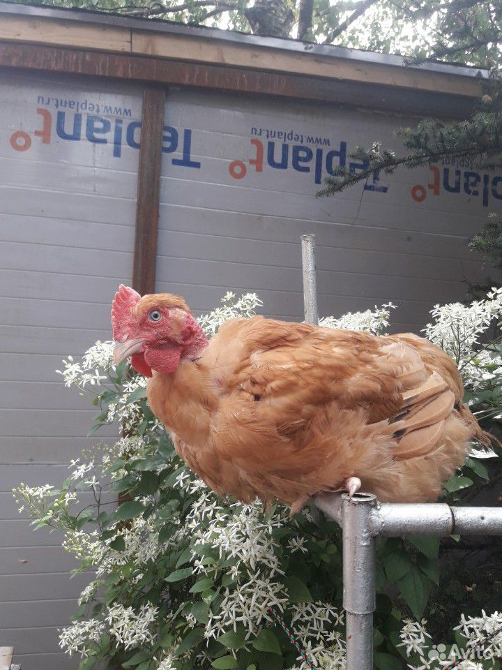 Курица-наседка