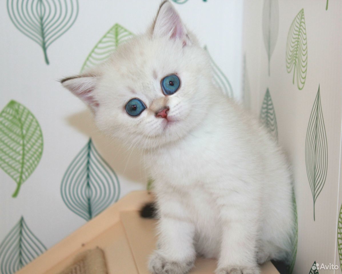 Элитный окрас, шиншила колор пойнт, мальчик