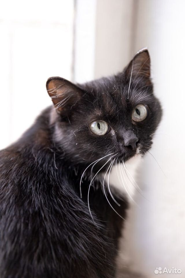 Красивая кошка Лада