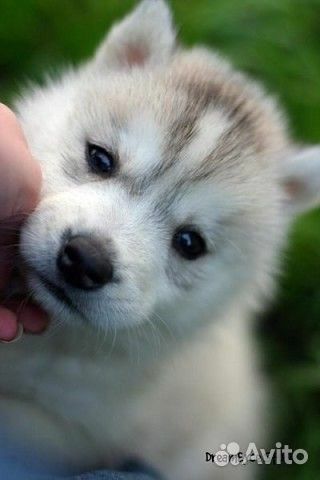 Заберу щенка хаски или добермана