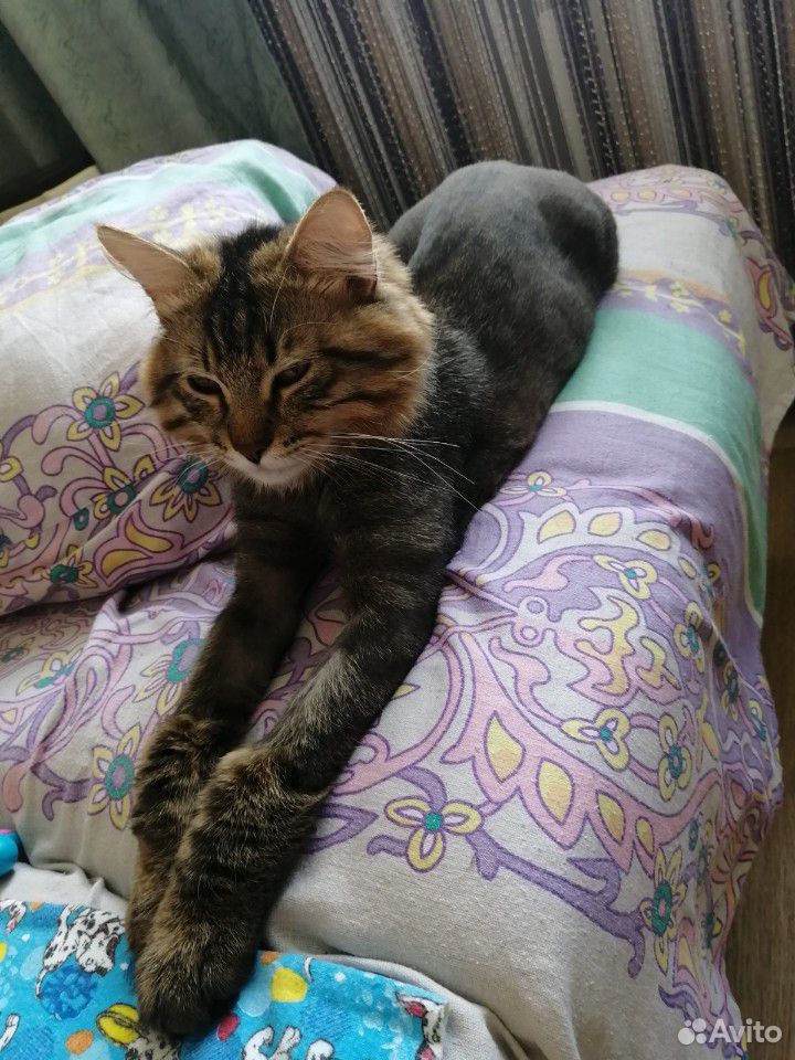 Отдам кота
