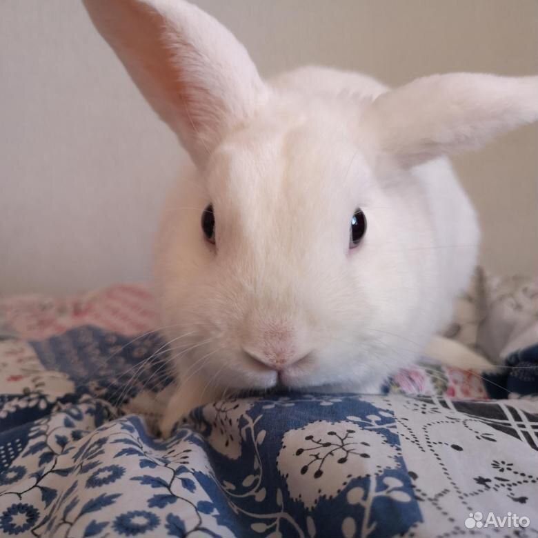 Продам кролика