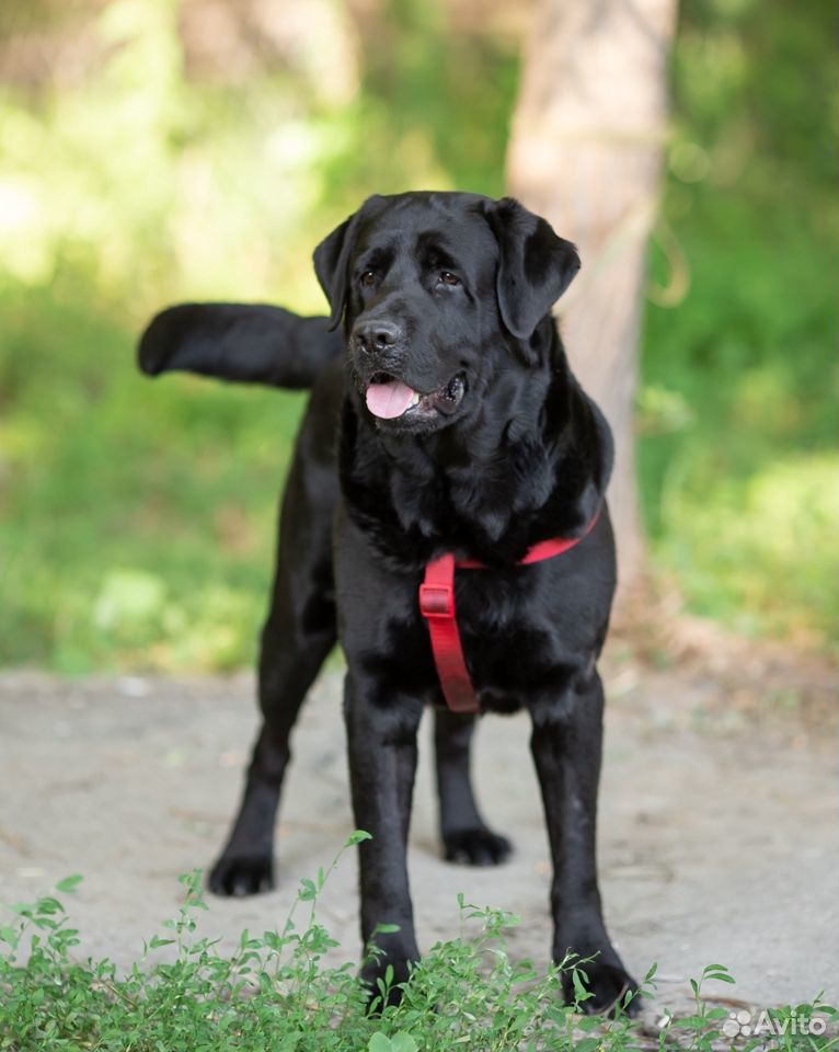 Нереальный Майкл ищет самых лучших родителей