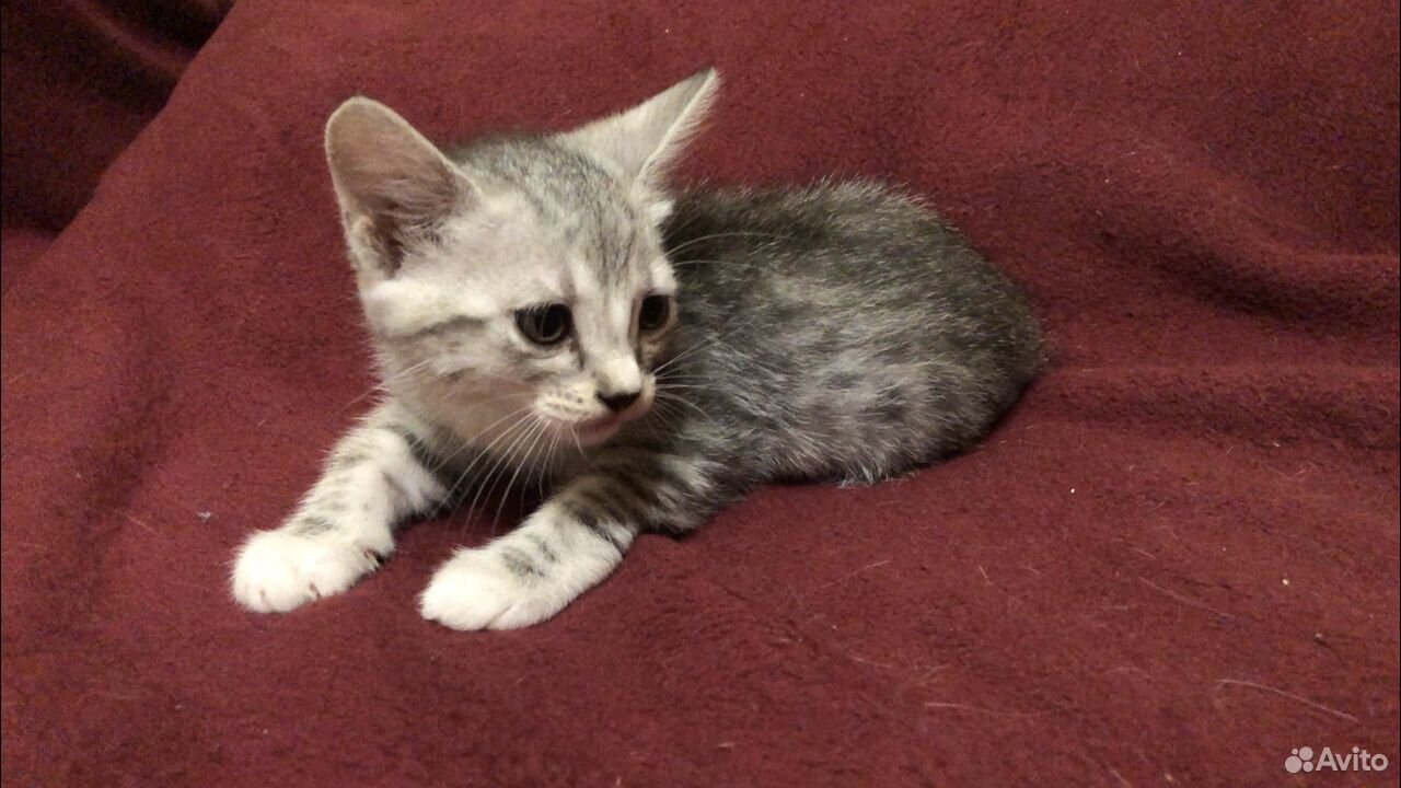 Метисы сибирских котят
