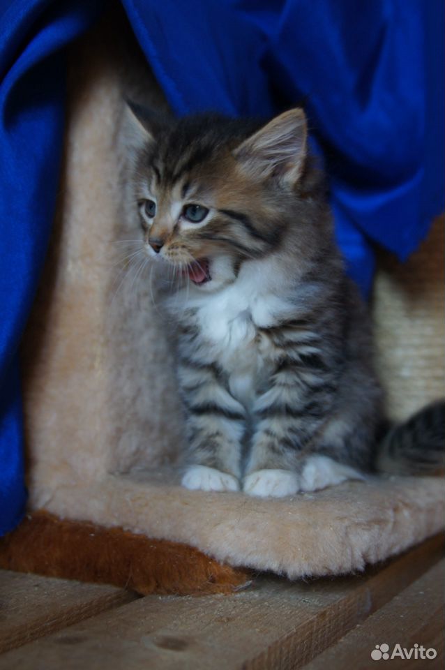 Котёнок Мариса