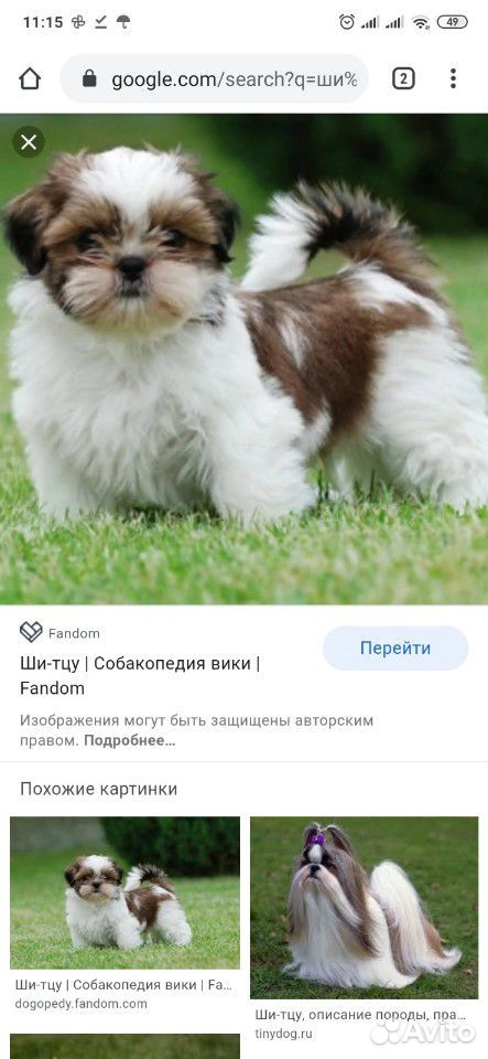 Ищю девчулю Ши-тцу