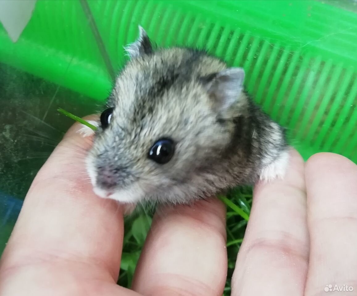 Хомяк джунгарский