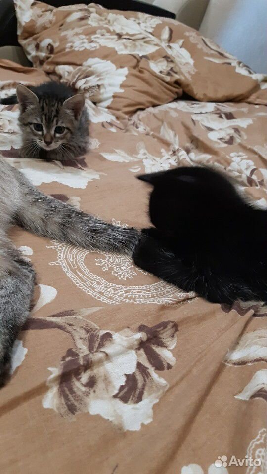Кошка