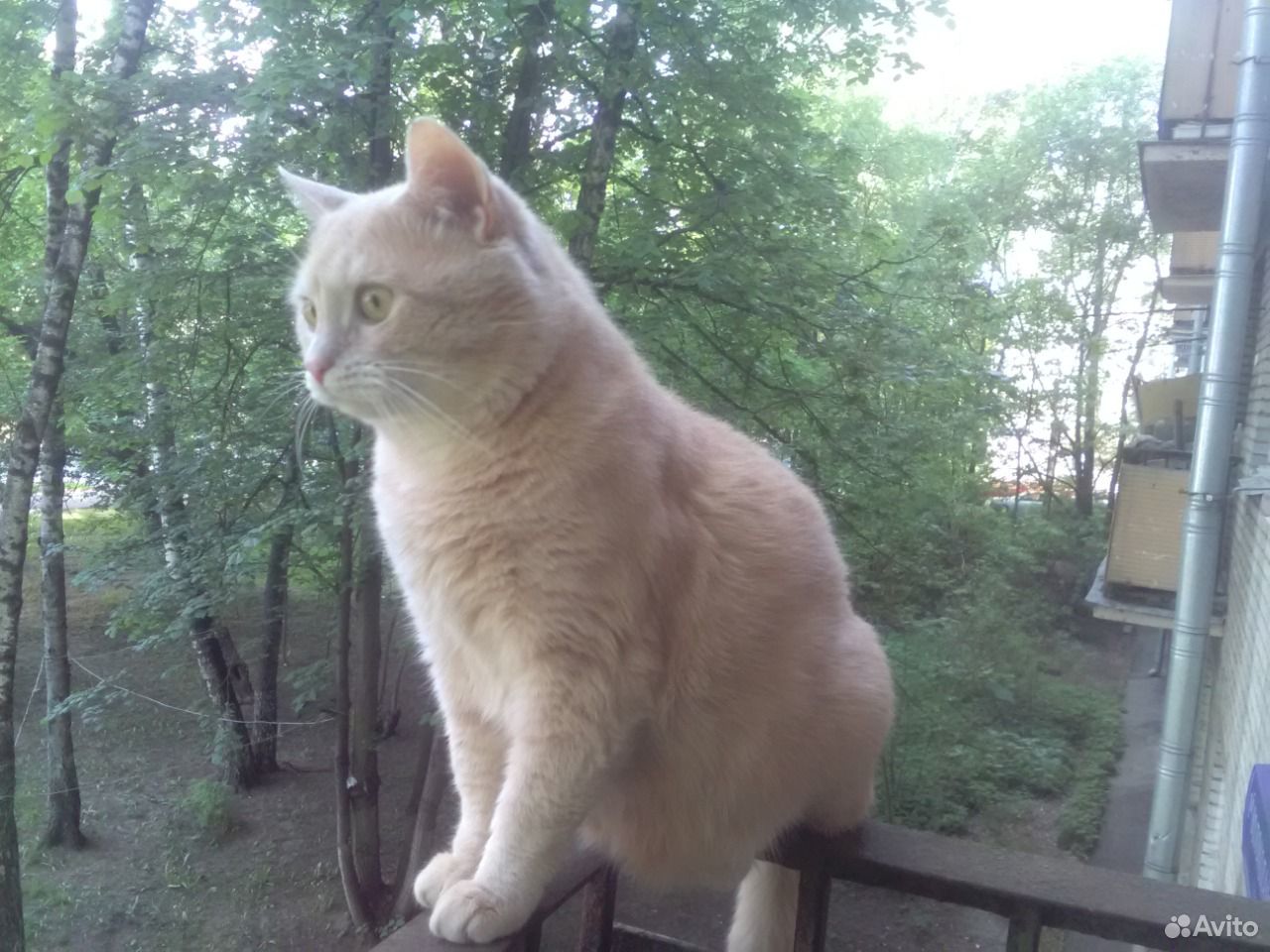 Отдам кота в добрые руки