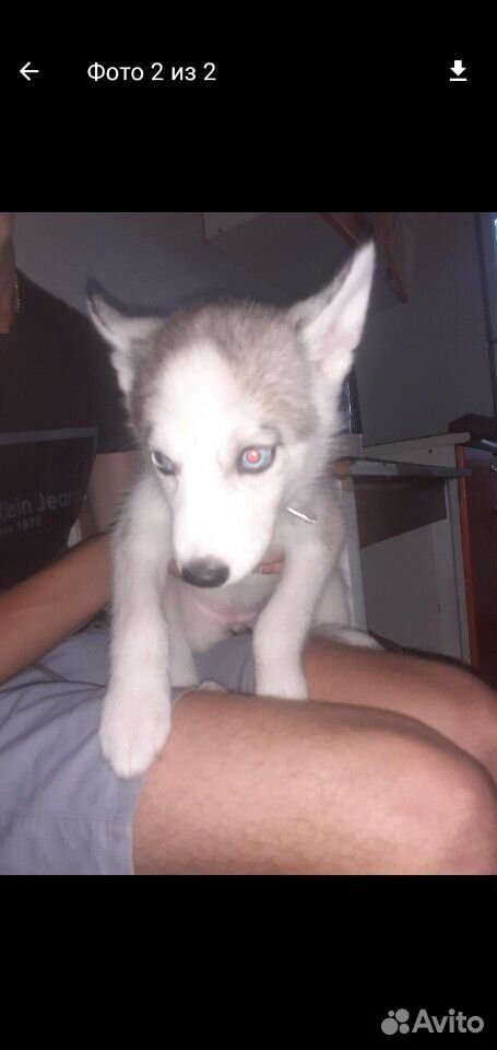 Продаю хаски