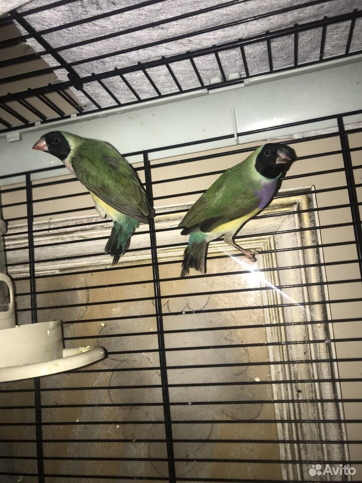 Амадины Гульда