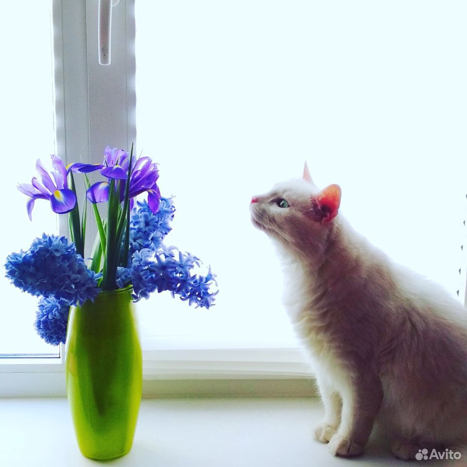 Котик