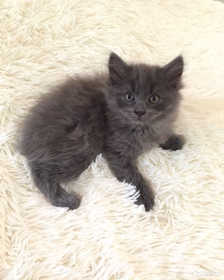 Чудесные котята