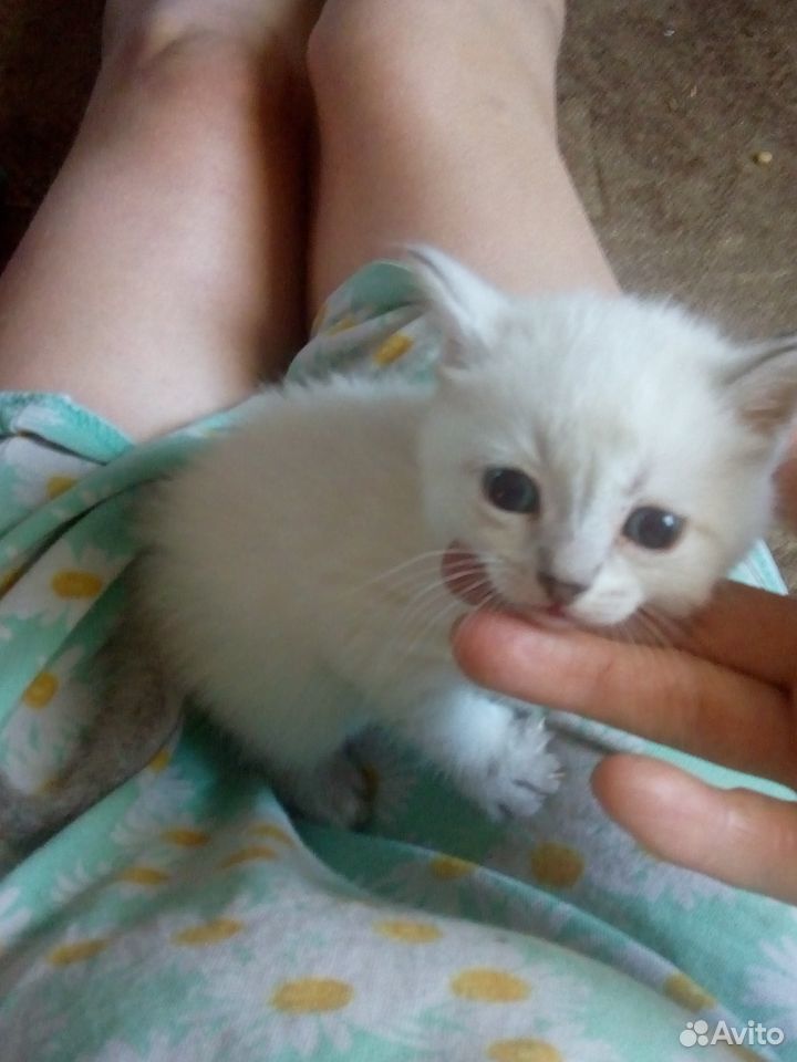 Отдаю сибирских котят