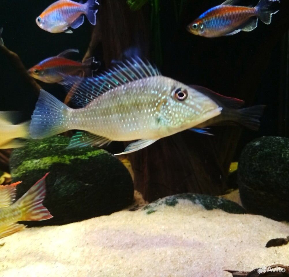 Сатаноперка леукостикта