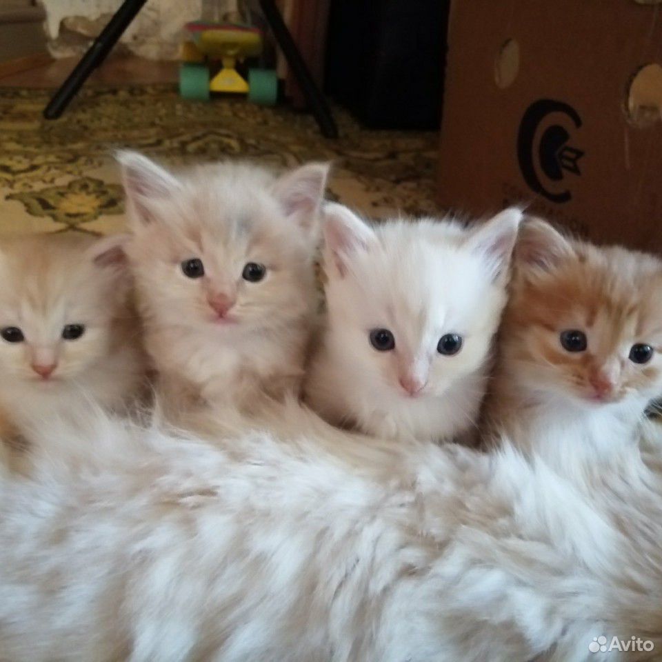 Животные