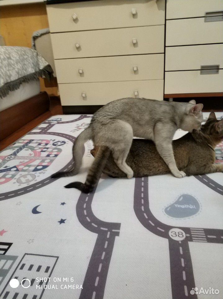 Вязка с котом