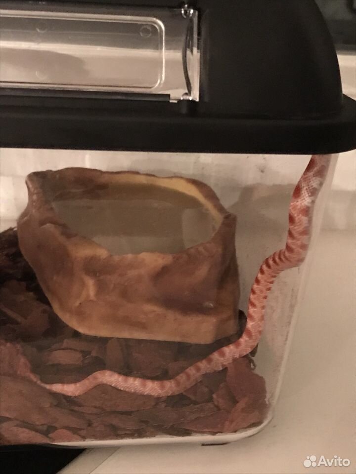 Маисовый полоз