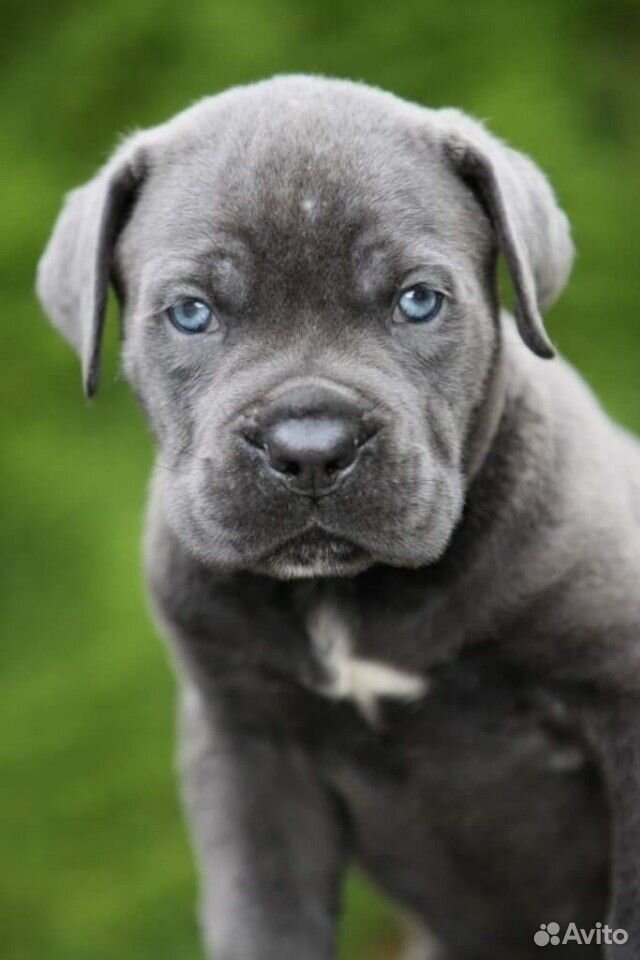 Кане Корсо голубая девочка от рожителей импорт