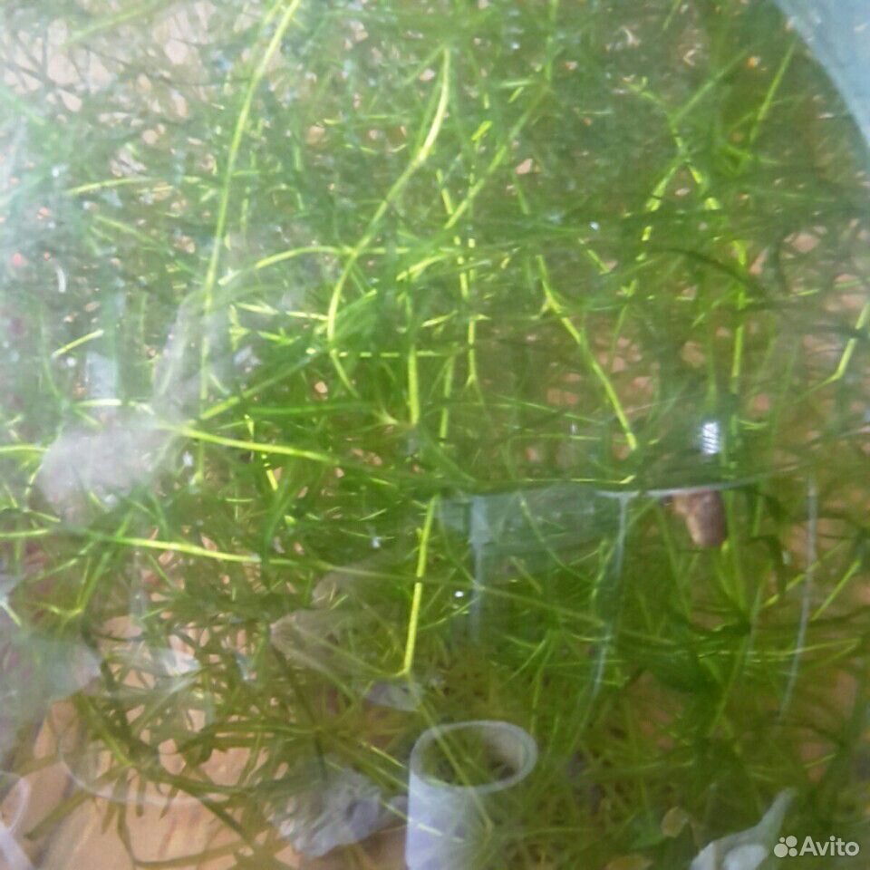 Травка в аквариум