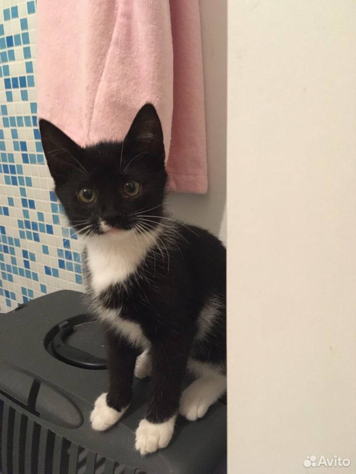 Котёнок Жаклин, девочка, 3,5 месяца