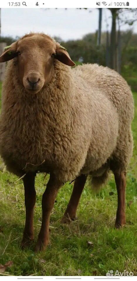 Баран на мясо