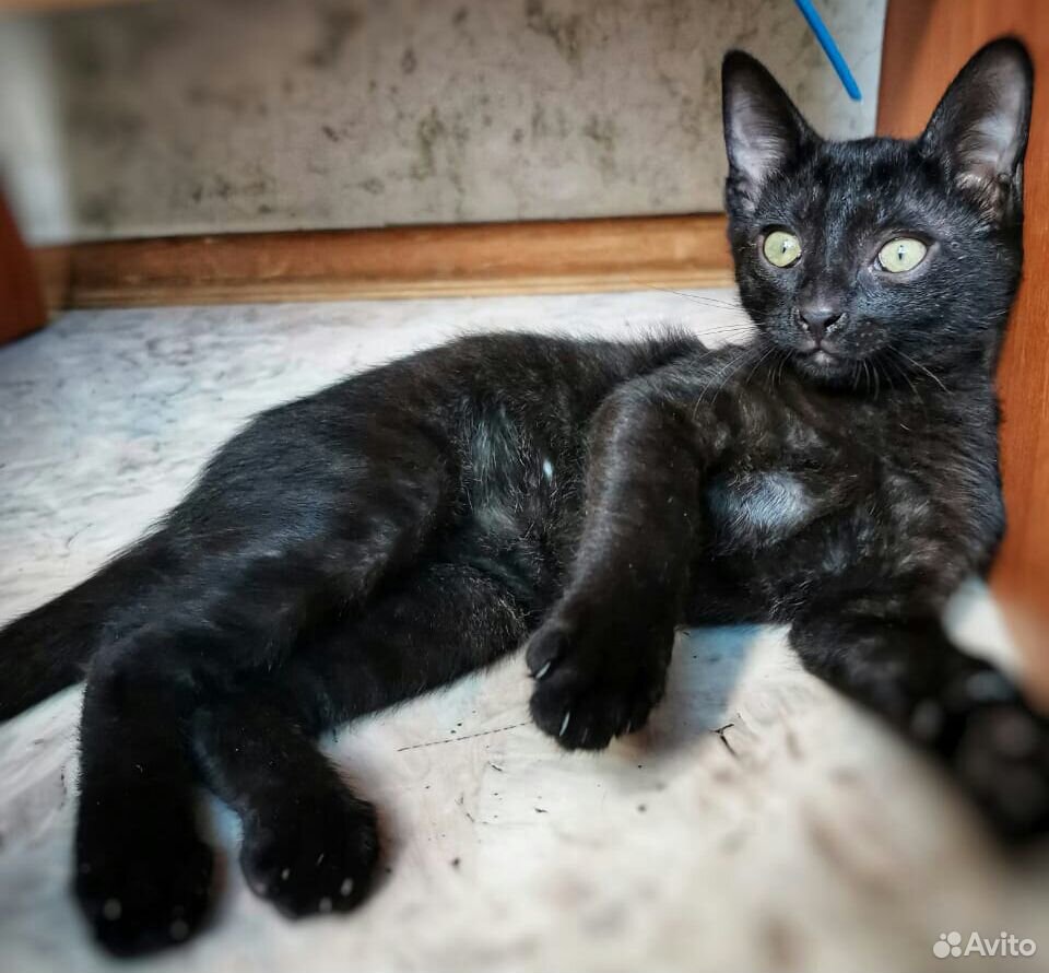 Бархатный котенок