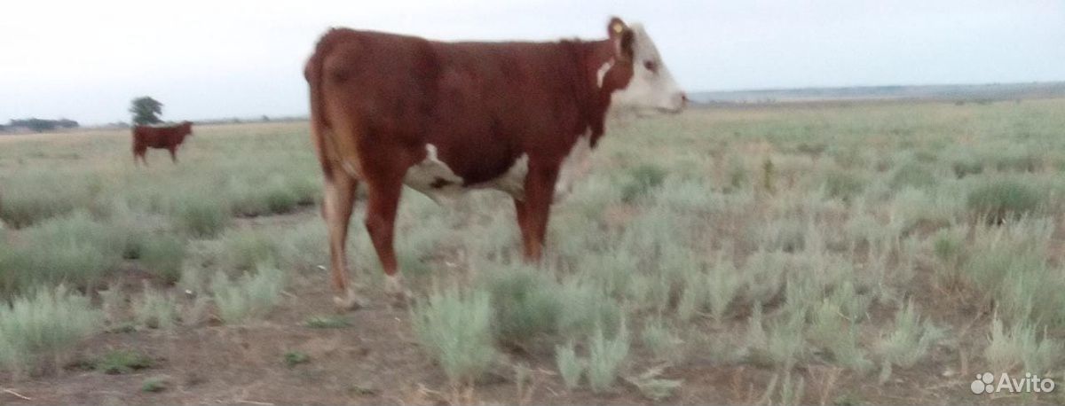 Телочка 1,4 года