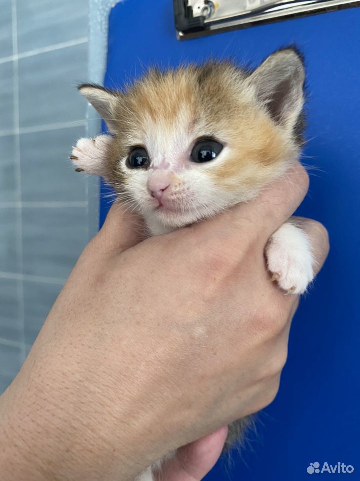 Котенок 1 мес девочка карликовая Кошечка как совён