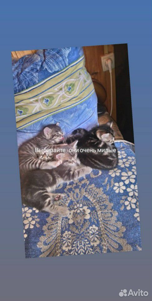 Котята. Предлагаются, Вашему вниманию котята. к ло